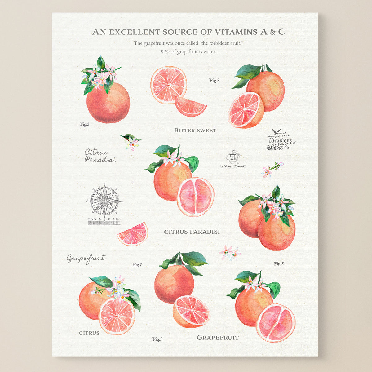 Botanical Grapefruit Watercolor Print - multiple sizes - high quality ...