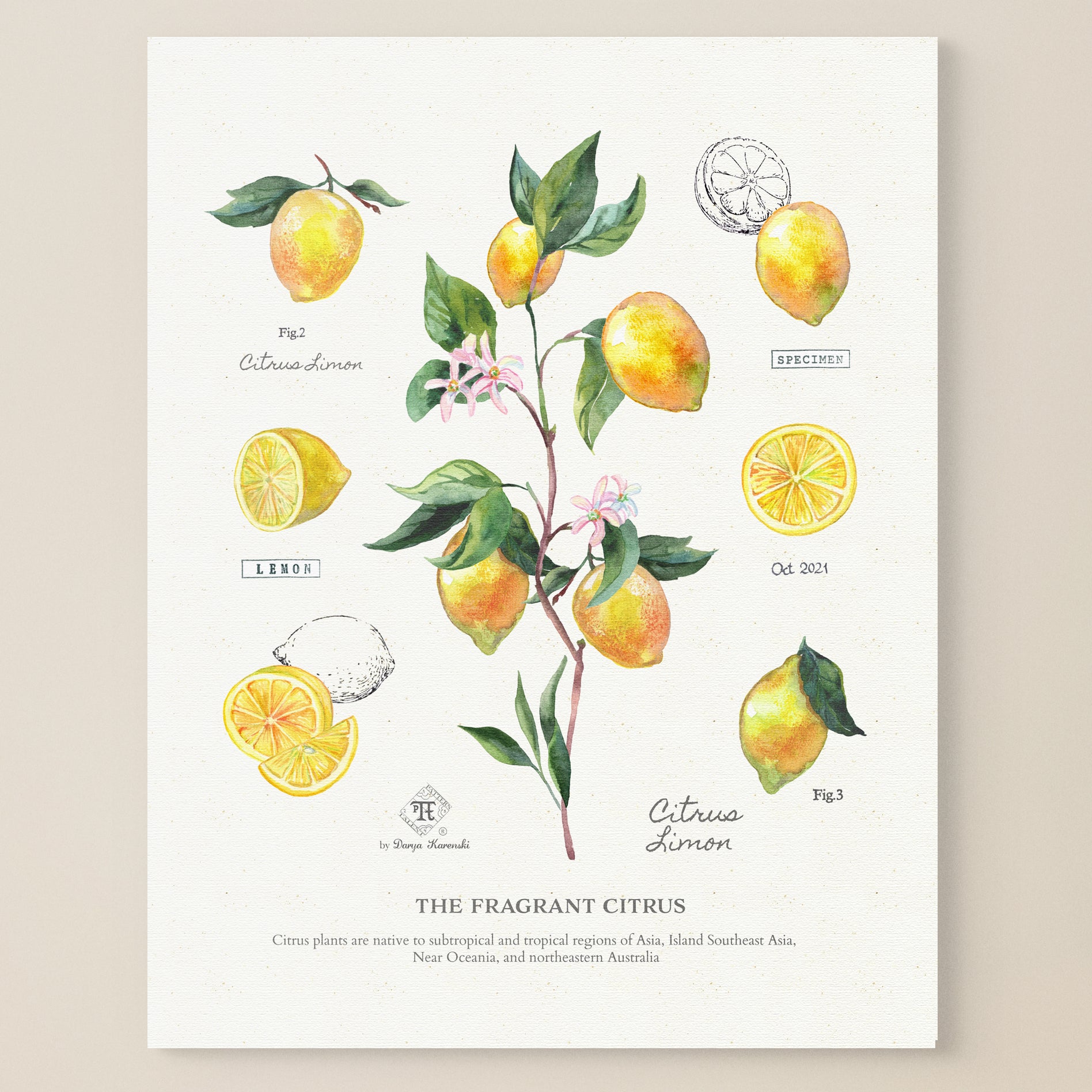 Lemon Botanical Illustration